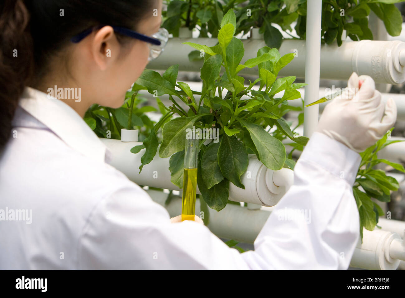 Scientists doing research in modern farm Stock Photo - Alamy