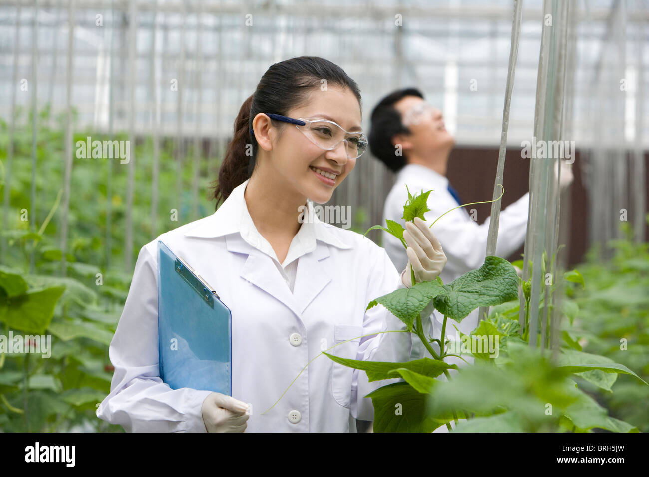 Scientists doing research in modern farm Stock Photo - Alamy