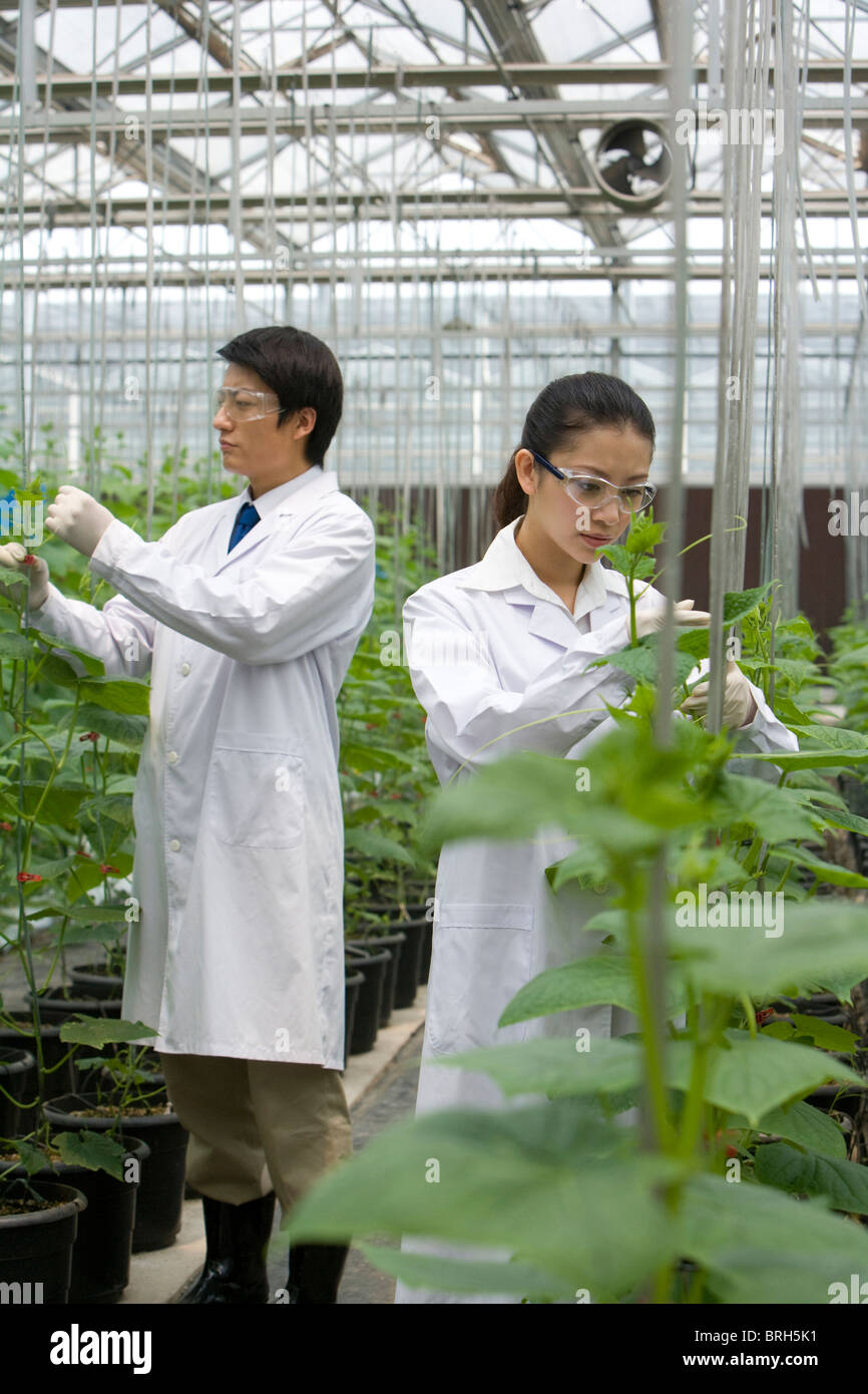 Scientists doing research in modern farm Stock Photo - Alamy
