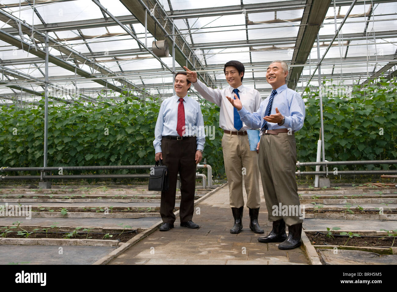 Businessmen in modern farm Stock Photo - Alamy