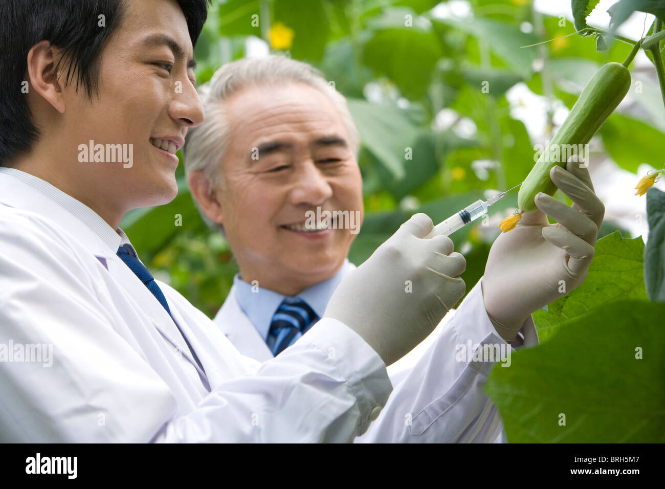 Scientists doing research in modern farm Stock Photo - Alamy
