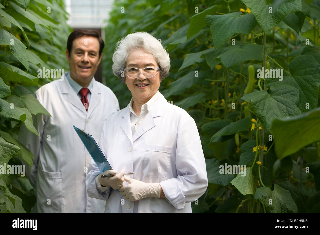 Scientists doing research in modern farm Stock Photo - Alamy