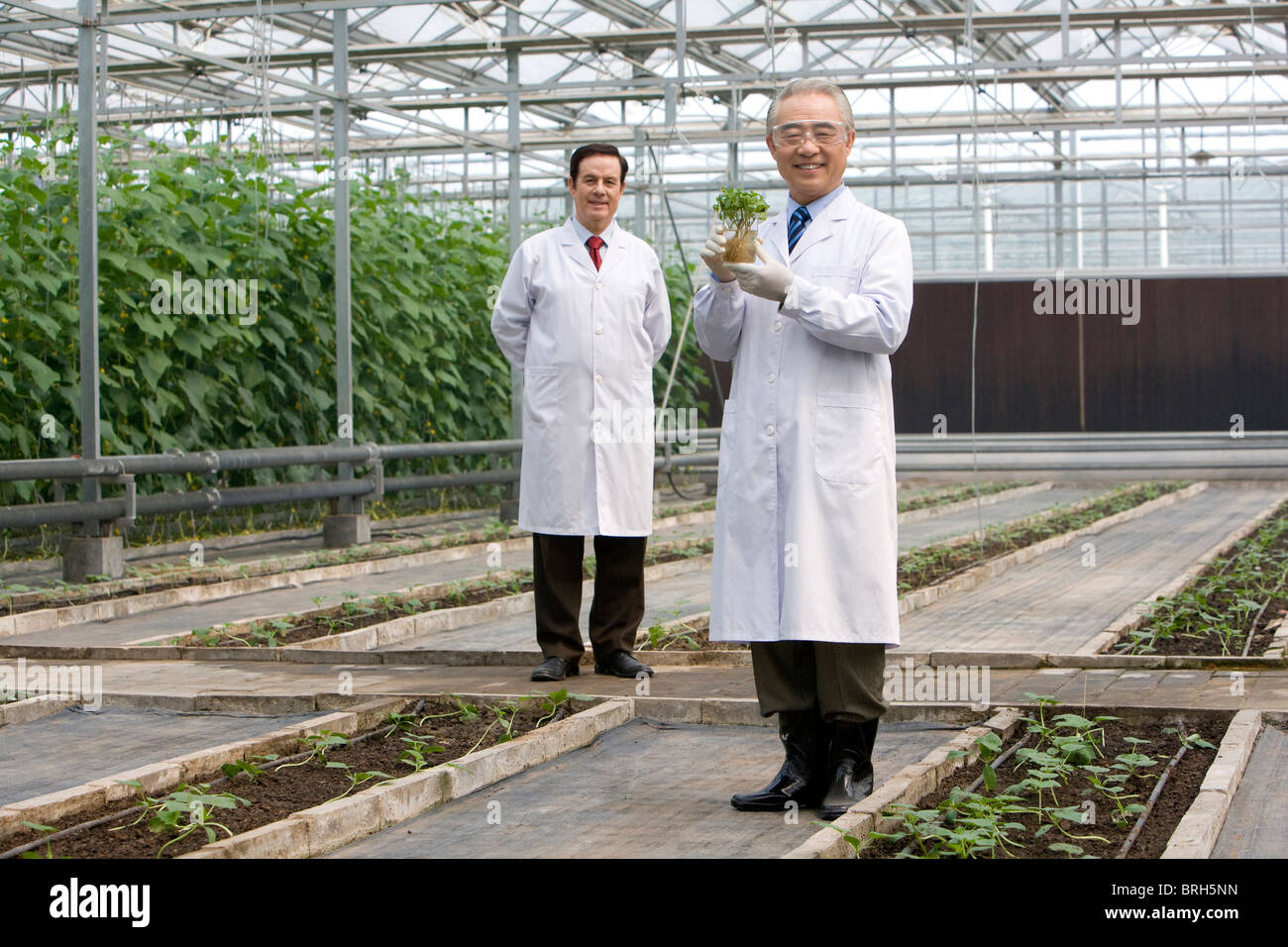 Scientists doing research in modern farm Stock Photo - Alamy