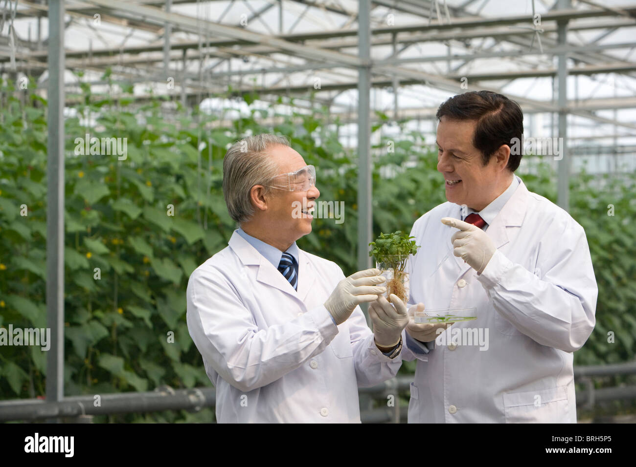 Scientists doing research in modern farm Stock Photo - Alamy