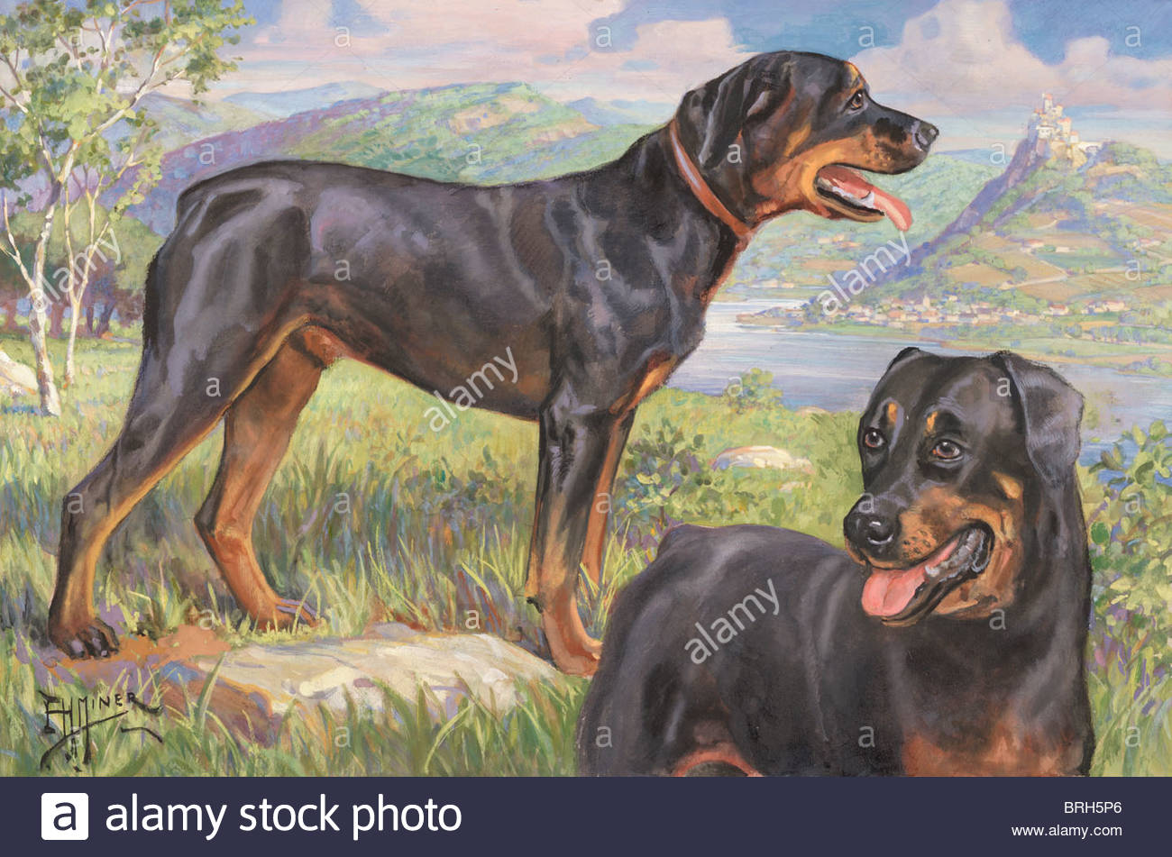 Roman Dog Stock Photos & Roman Dog Stock Images - Alamy