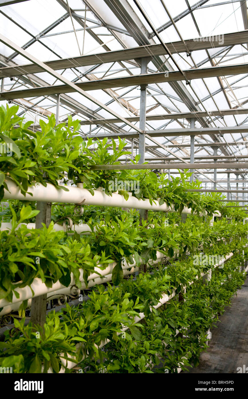 Plants in a row in a greenhouse Stock Photo - Alamy