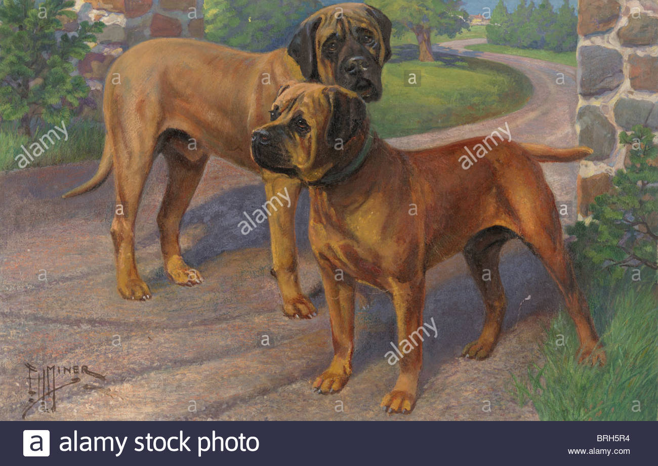 Old English Mastiff Portrait Stock Photos & Old English Mastiff ...