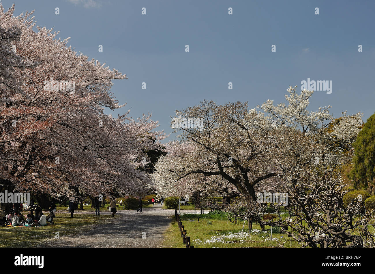 Cherry blossom trees in park against blue sky (Tokyo, Japan Stock Photo ...
