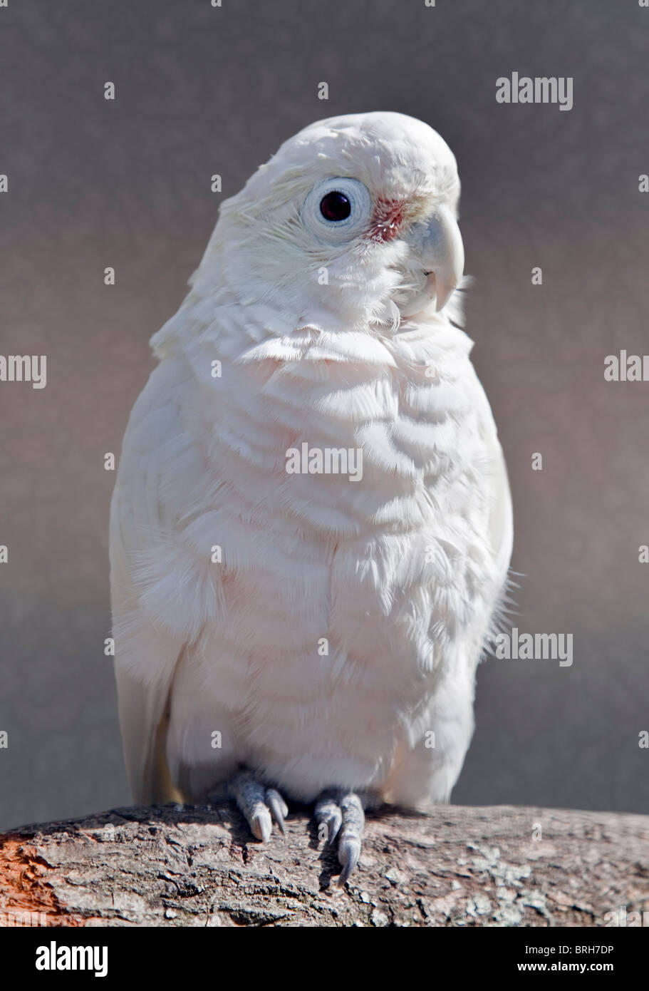Goffins cockatoo hi-res stock photography and images - Alamy