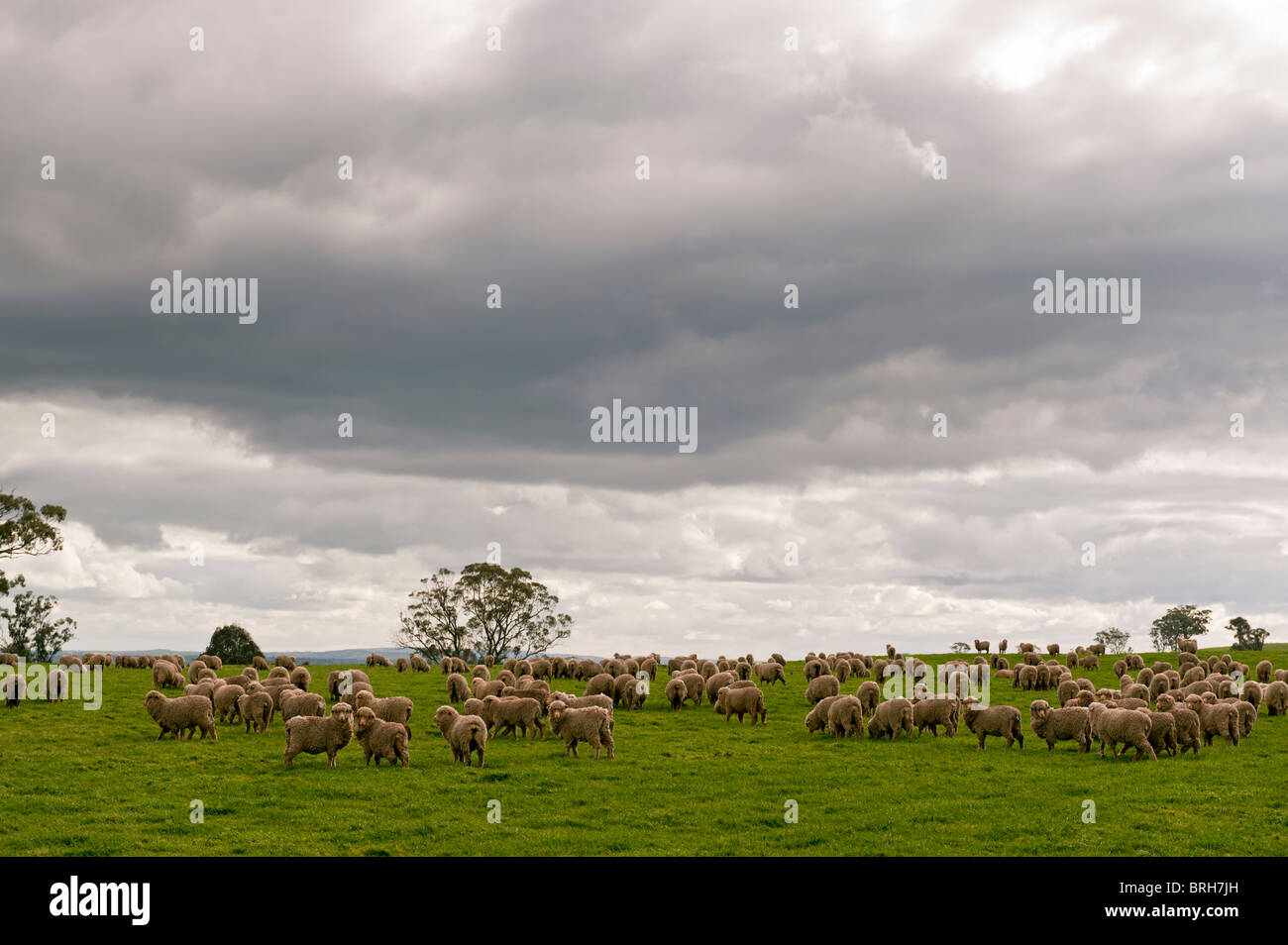 Sheep farm. NSW, Australia Stock Photo - Alamy