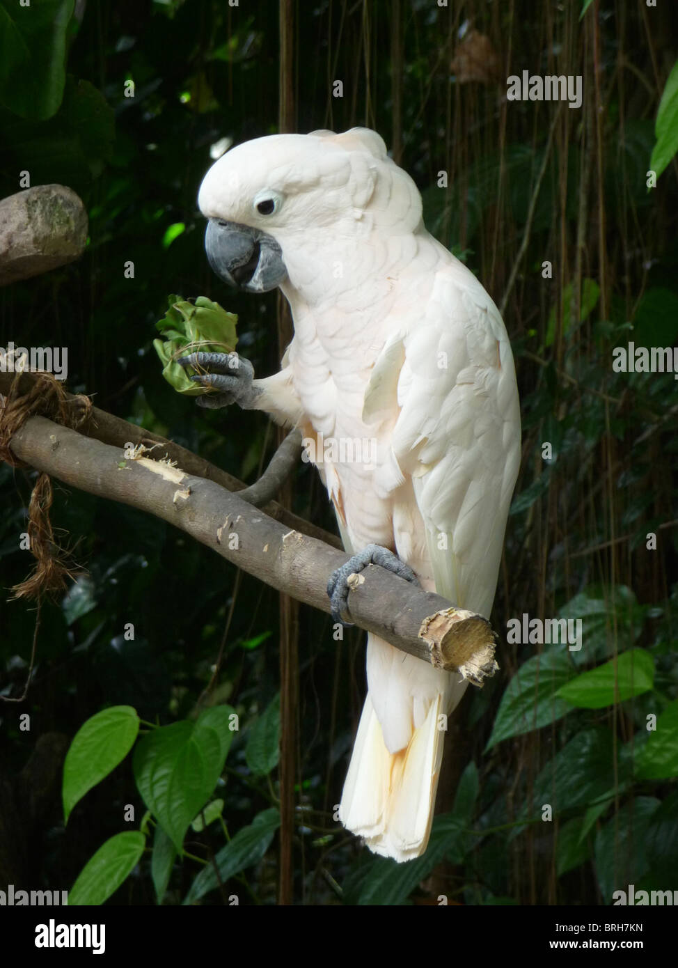 Feeding cockatoo hi-res stock photography and images - Alamy