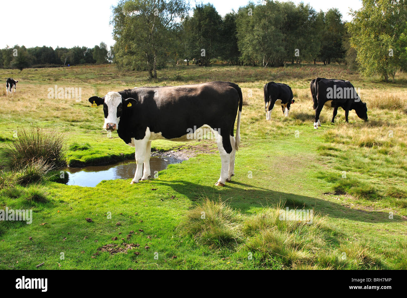 Cattle cows birmingham hi-res stock photography and images - Alamy