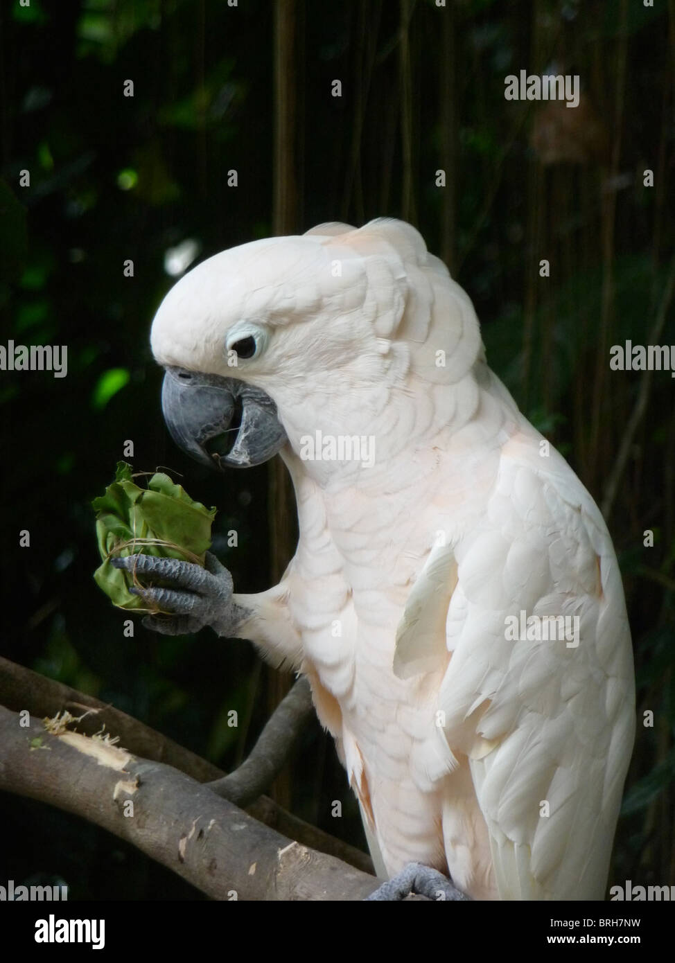 Feeding cockatoo hi-res stock photography and images - Alamy