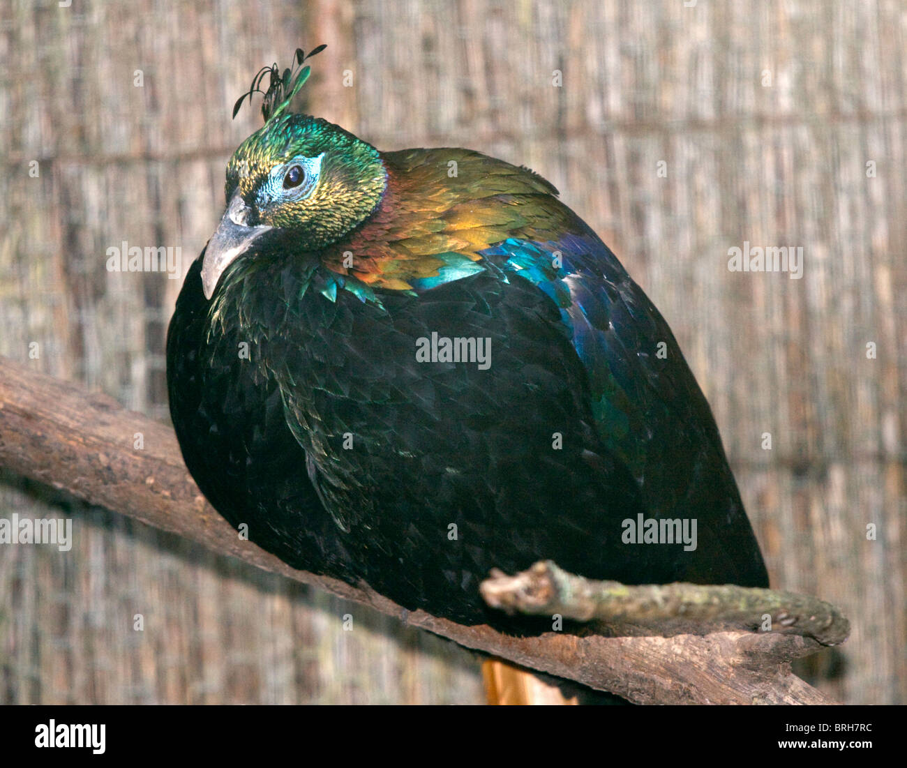 Male Himalayan Monal ( lophophorus impejanus Stock Photo - Alamy