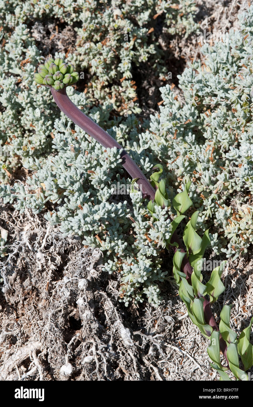 Garra de Leon or Lions Claw (Leontochir ovallei) flower buds valley ...