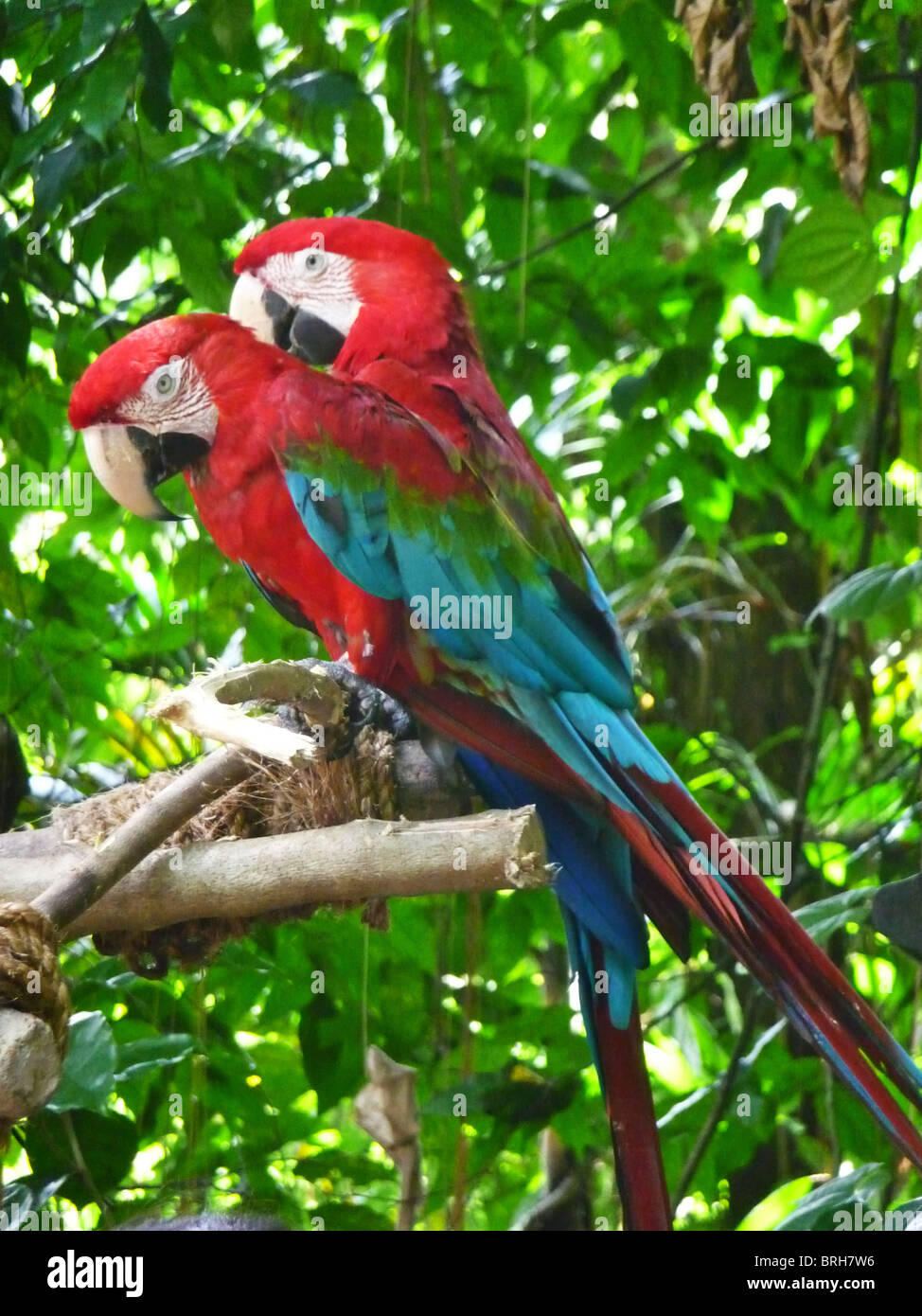A pair of Scarlet Macaws Stock Photo - Alamy