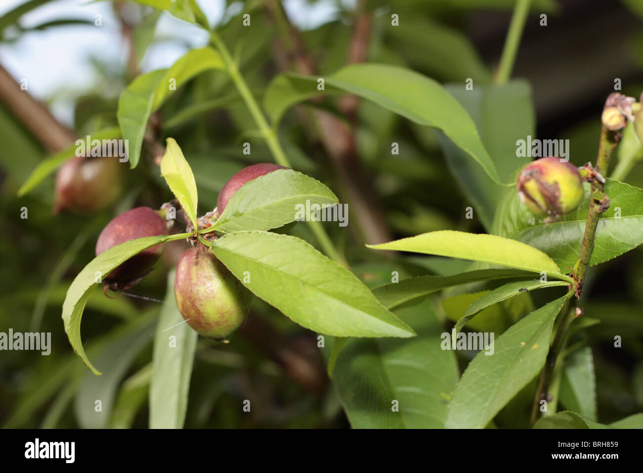 Nectarine fruits hi-res stock photography and images - Alamy
