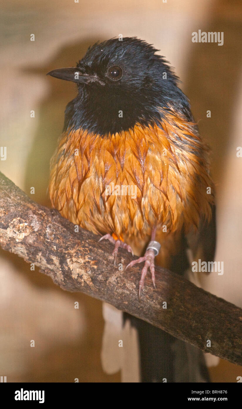 White rumped shama thrush hi-res stock photography and images - Alamy