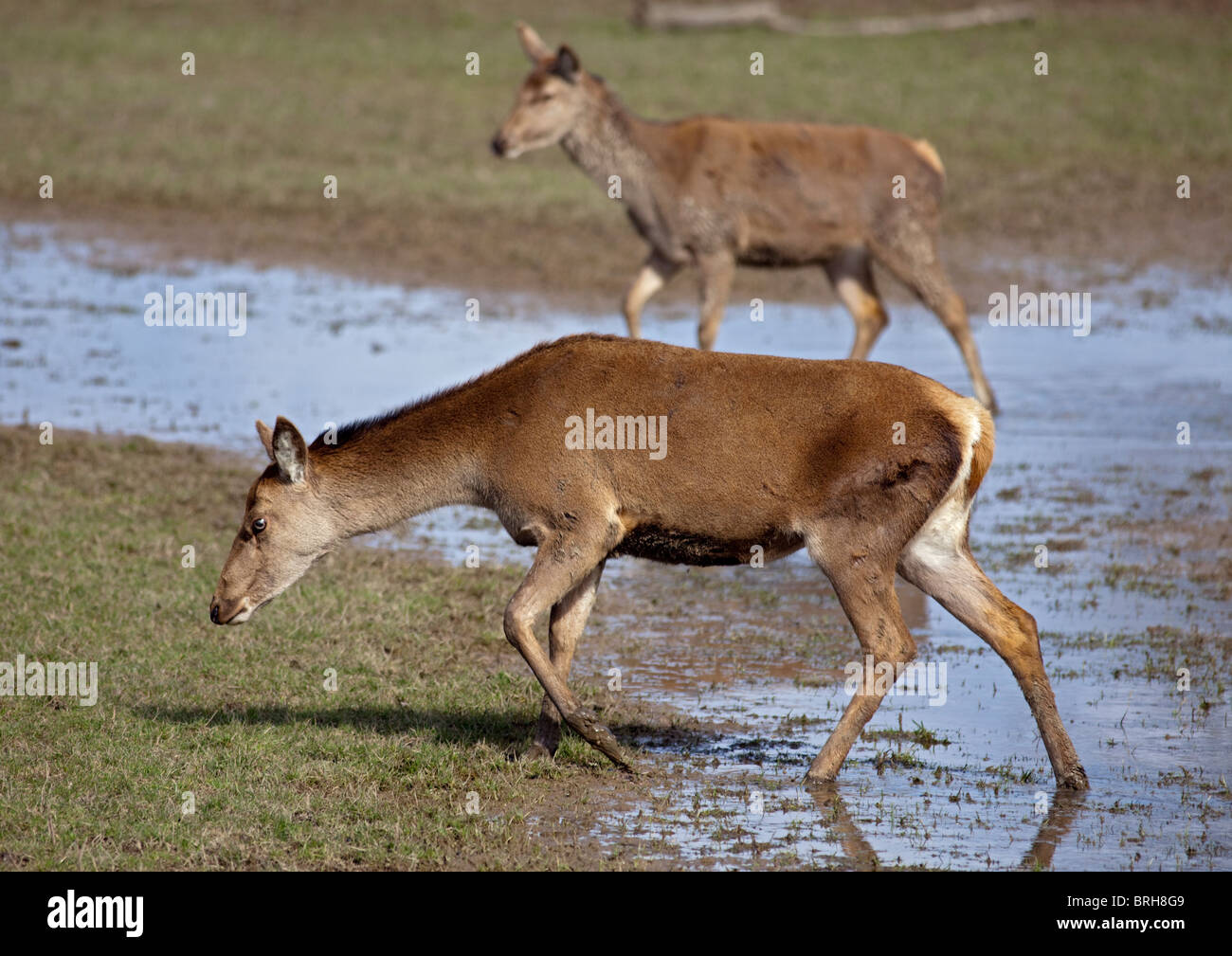 Deer crossing stream hi-res stock photography and images - Alamy