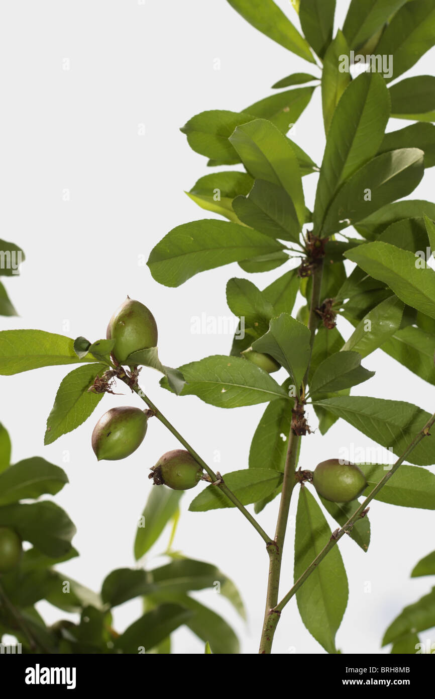Fruit Tree on White Stock Photo - Alamy