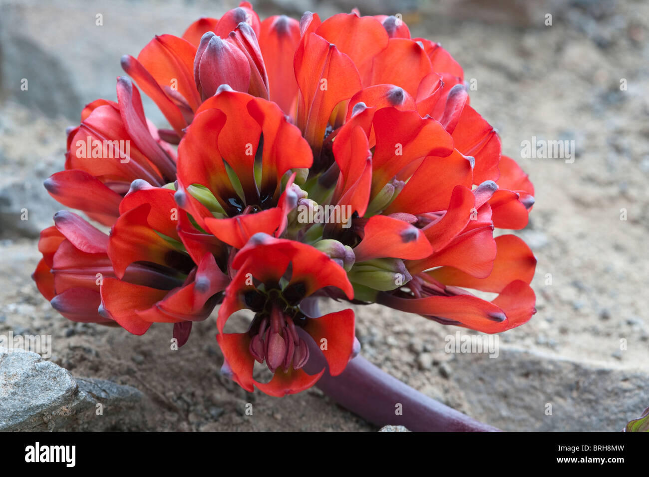 Garra de Leon or Lions Claw (Leontochir ovallei) flower valley near ...