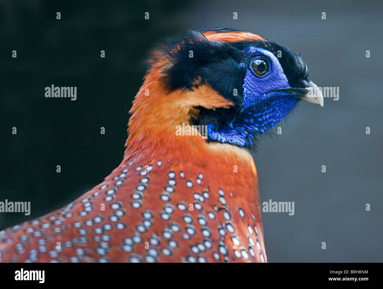 Male Temminck's Tragopan (tragopan temminckii Stock Photo - Alamy
