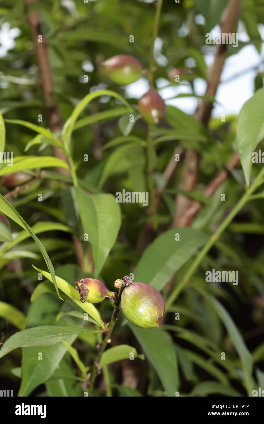 Nectarine Fruits on a Tree Stock Photo - Alamy