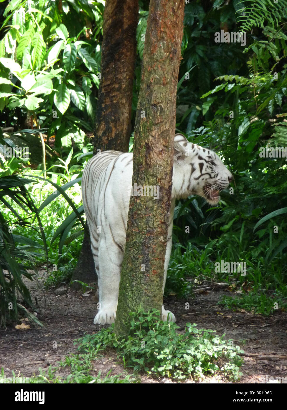 A rare white tiger photographed in Malaysia Stock Photo - Alamy