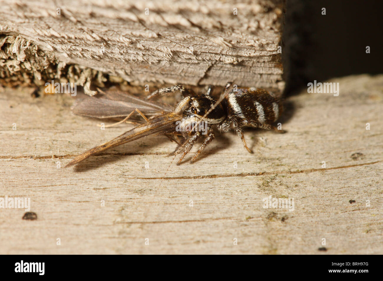 Zebra Jumping Spider killing and feeding on a Caddis Fly Stock Photo ...