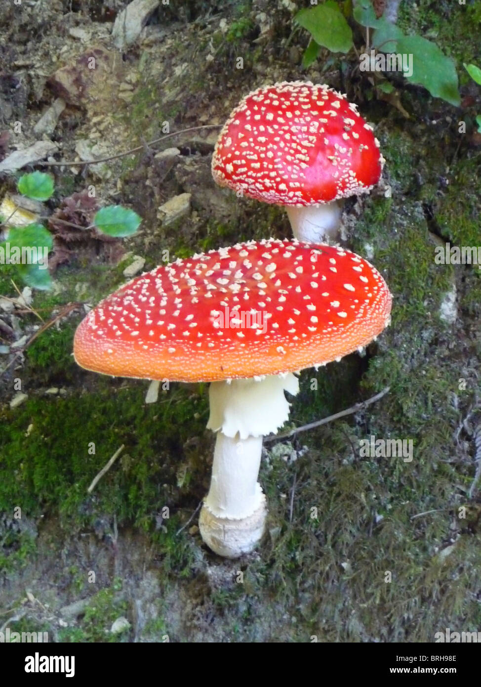 A classic image of a red and white spotted toadstool. Amanita Muscaria ...
