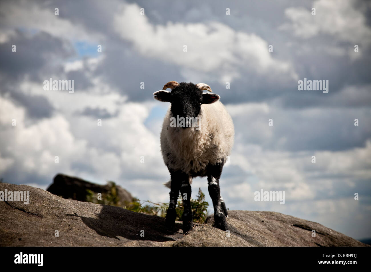 Black Face Ram High Resolution Stock Photography and Images - Alamy