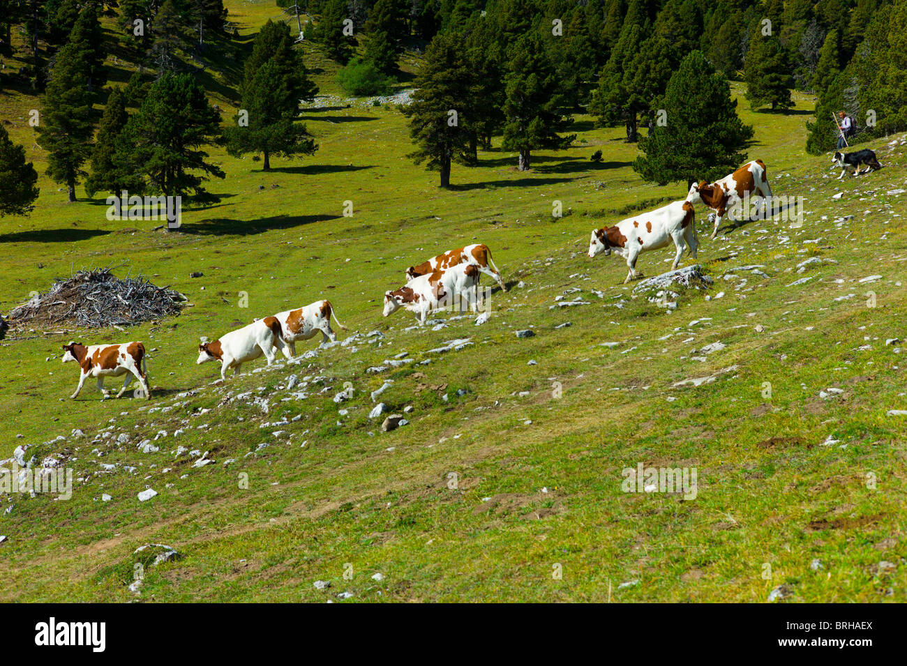 A herd of Alpine cattle Descending on the Hauts Plateaux Du Vercose ...