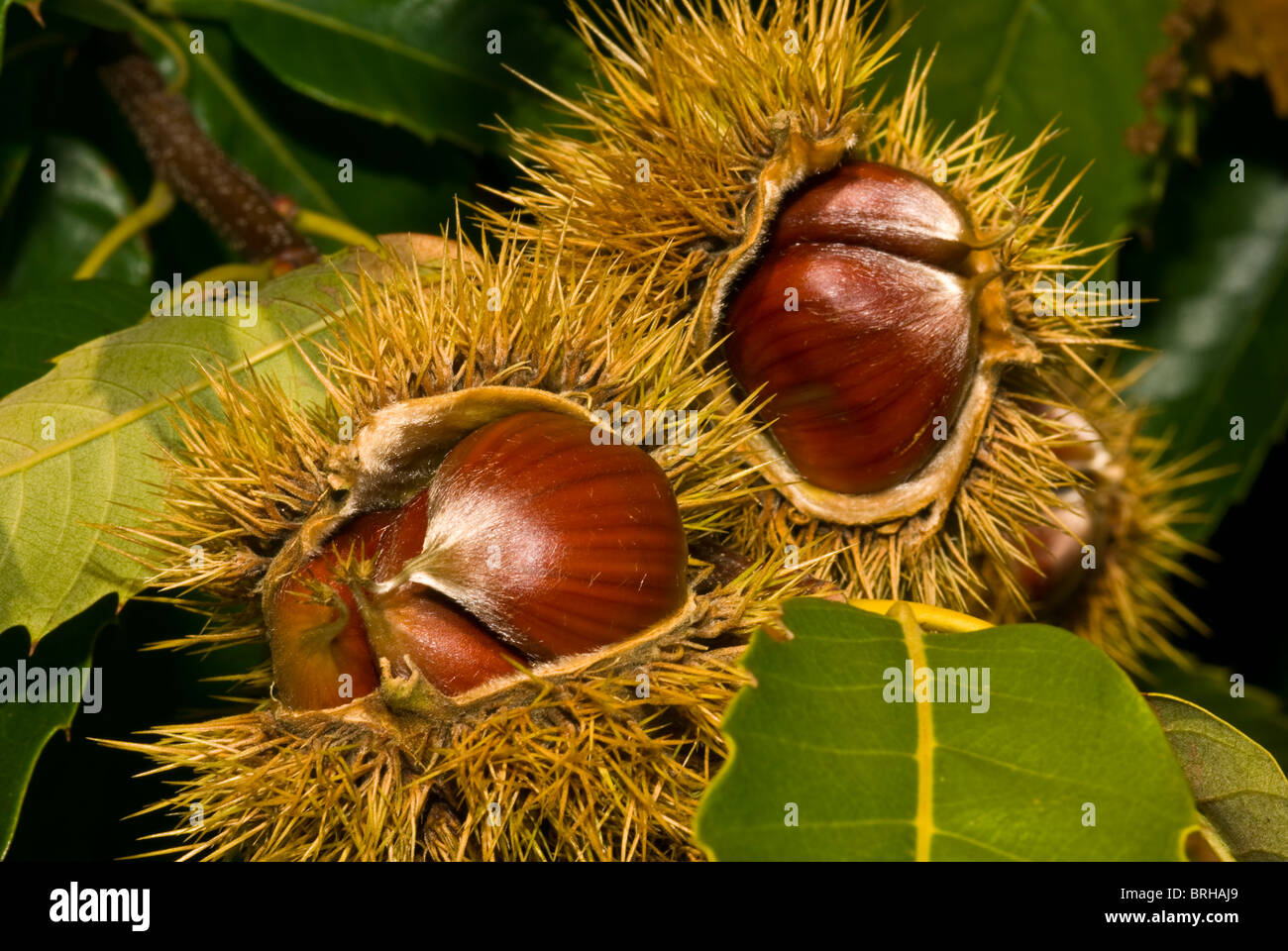 An orchard of ripe Chestnuts on a farm ready for harvest from the pod ...