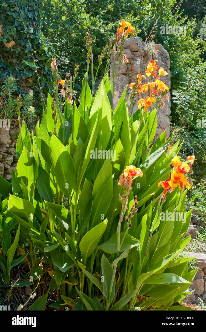 Canna lily hi-res stock photography and images - Alamy
