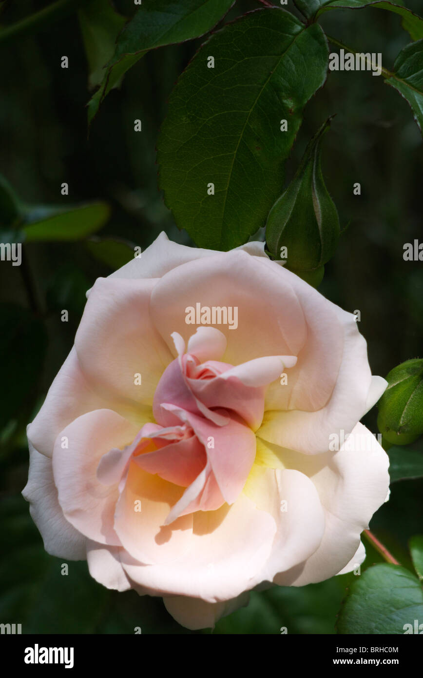 Rose court hi-res stock photography and images - Alamy