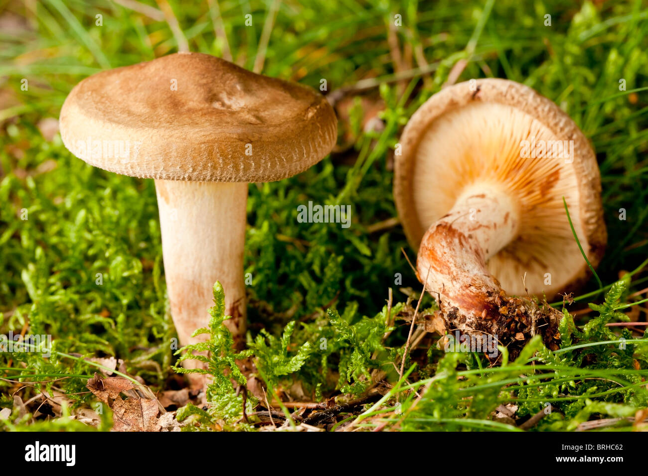 Young oak milkcap mushrooms (Lactarius quietus Stock Photo - Alamy Young oak milkcap mushrooms (Lactarius quietus Stock Photo - Alamy