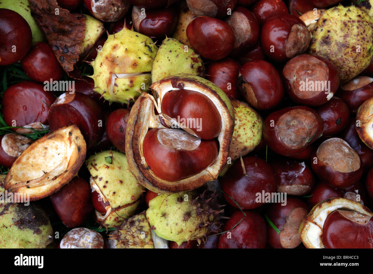 Conkers from a horse chestnut tree hi-res stock photography and images ...