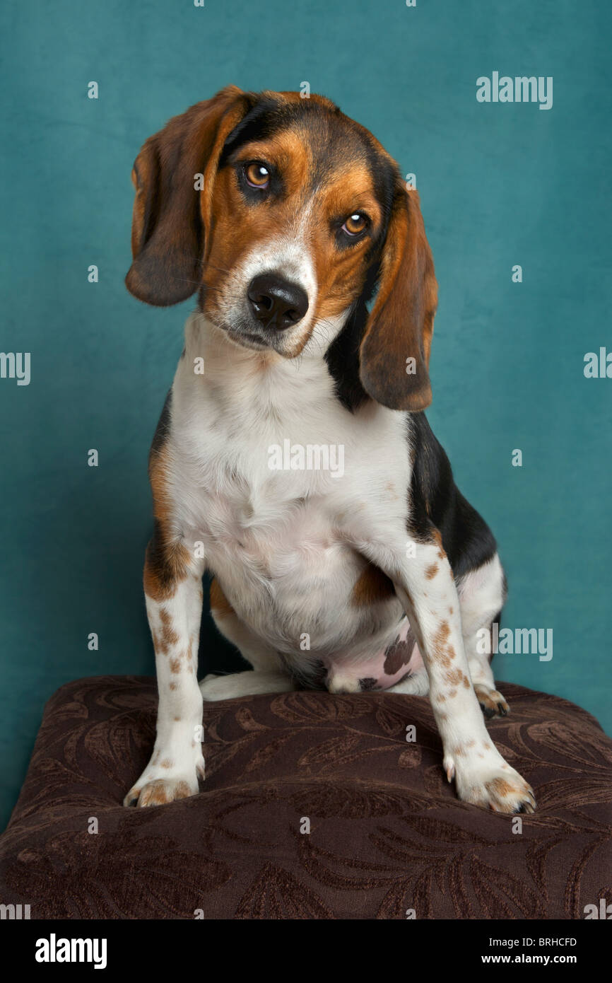 Portrait of Beagle Stock Photo - Alamy