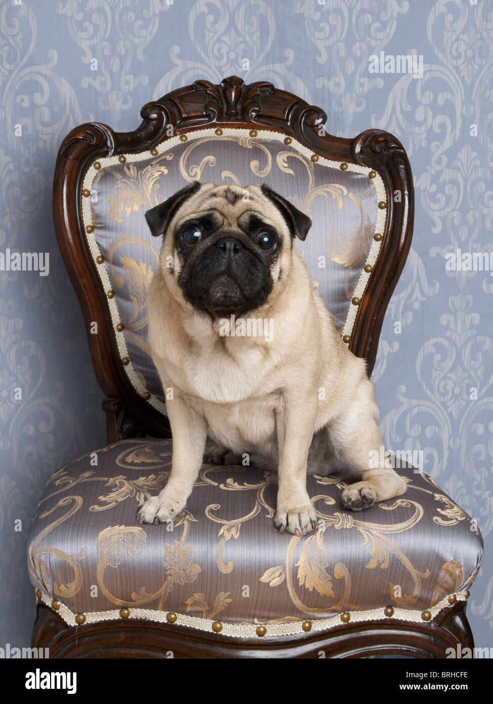 Portrait of Pug Stock Photo - Alamy