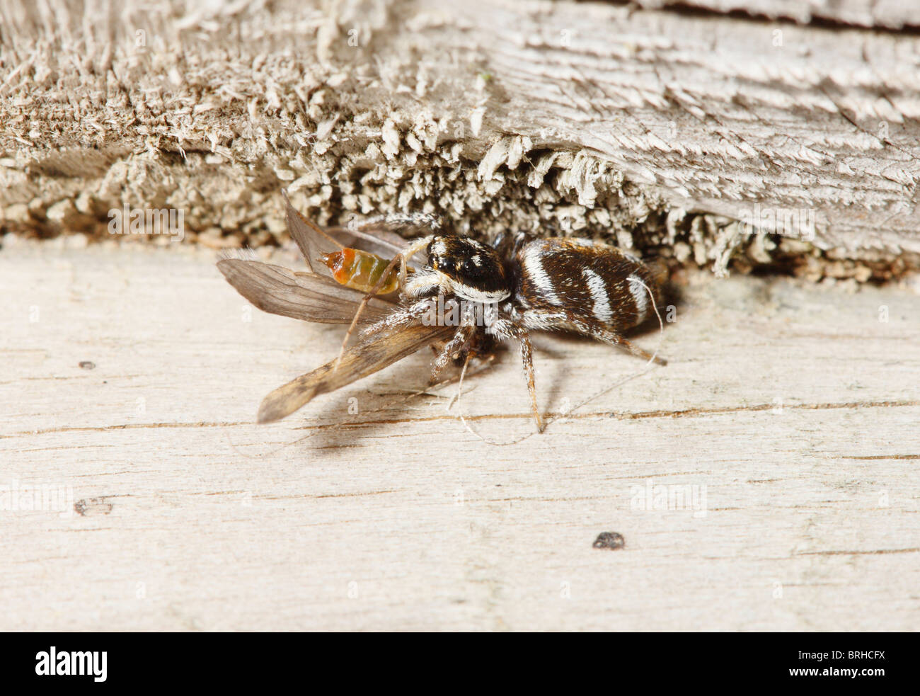 Spider killing a fly hi-res stock photography and images - Alamy