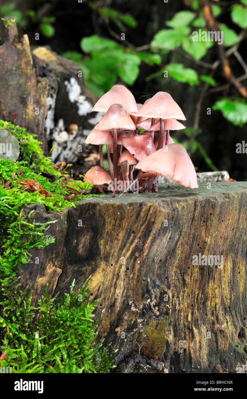 British fungi hi-res stock photography and images - Alamy