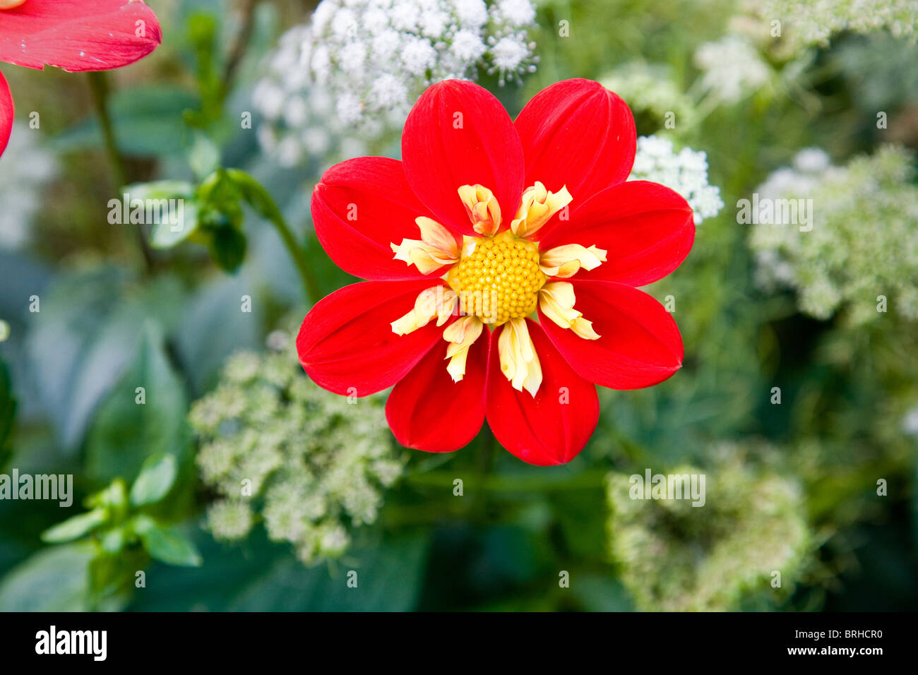 Collarette hi-res stock photography and images - Alamy