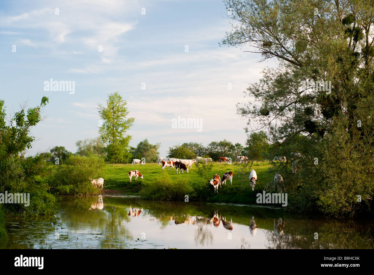 White cows in French pastures at the Bourgogne landscape Stock Photo ...