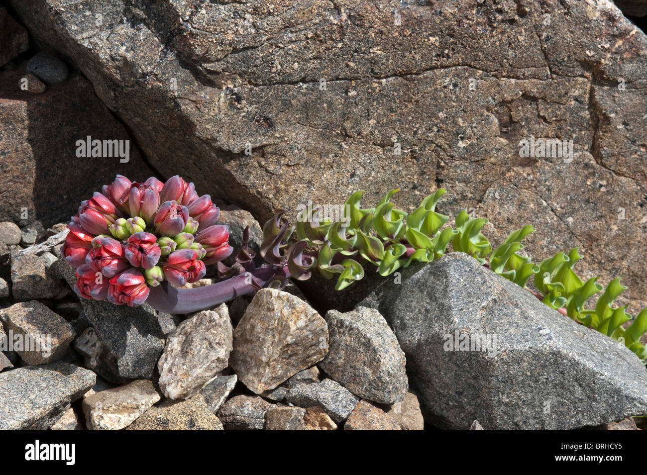 Garra de Leon or Lions Claw (Leontochir ovallei) unfolding flowers in ...