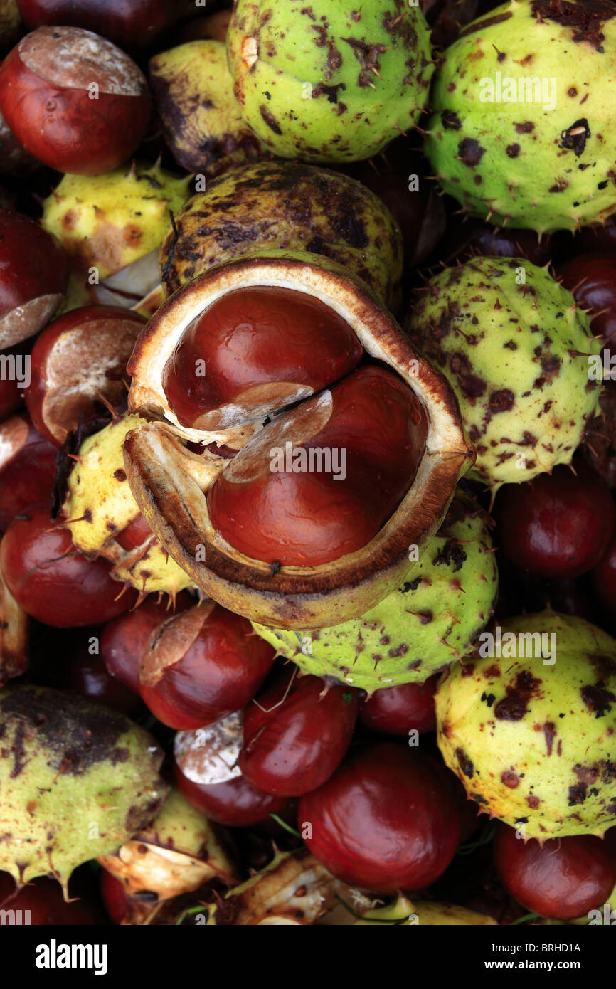Close Up of Autumn Conkers from a Chestnut Tree Aesculus Hippocastanum ...