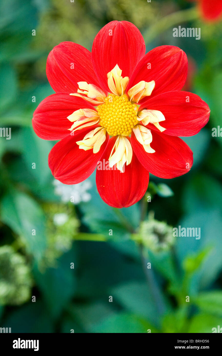 Collarette dahlia hi-res stock photography and images - Alamy