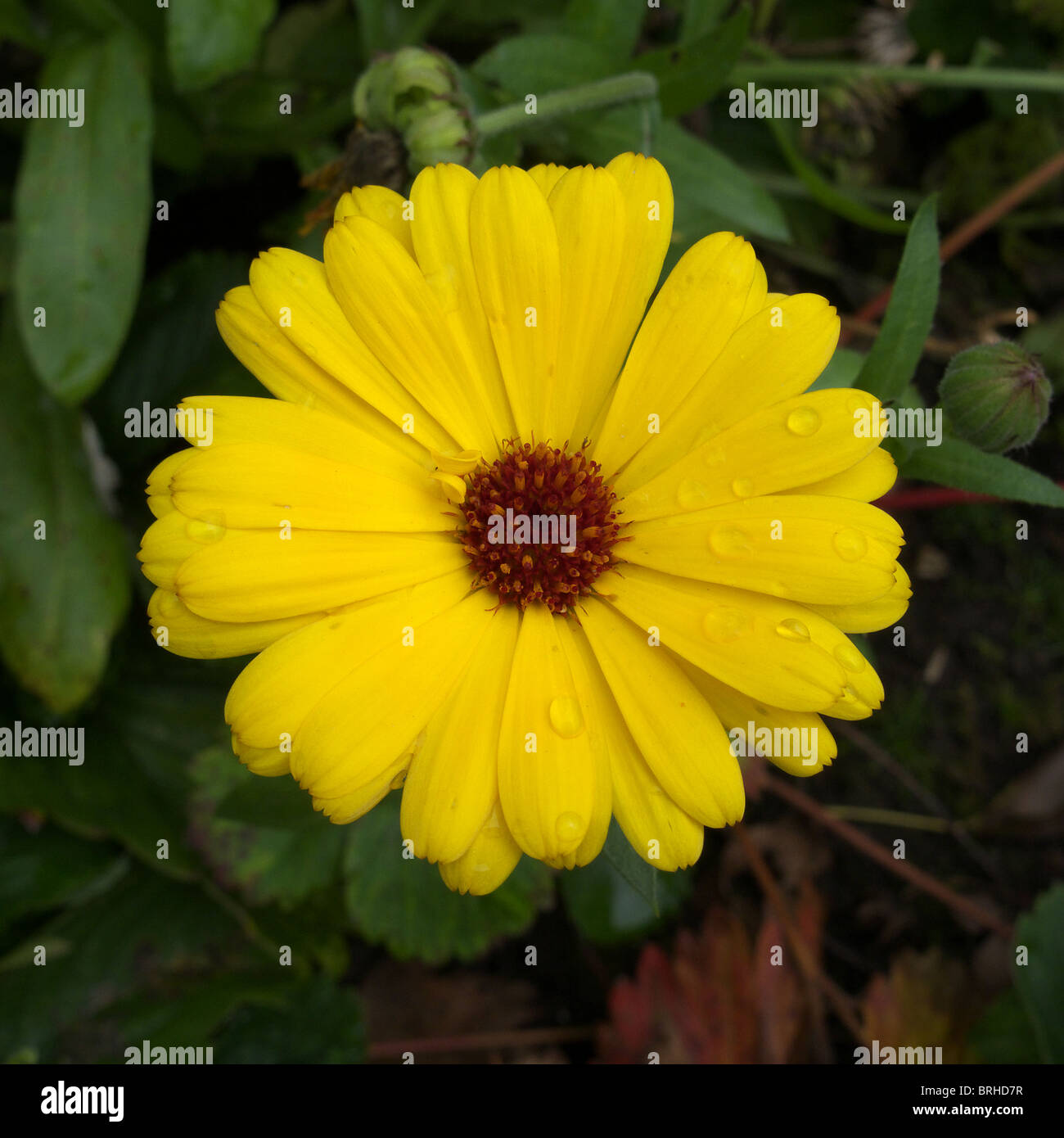 Marigold flower hi-res stock photography and images - Alamy