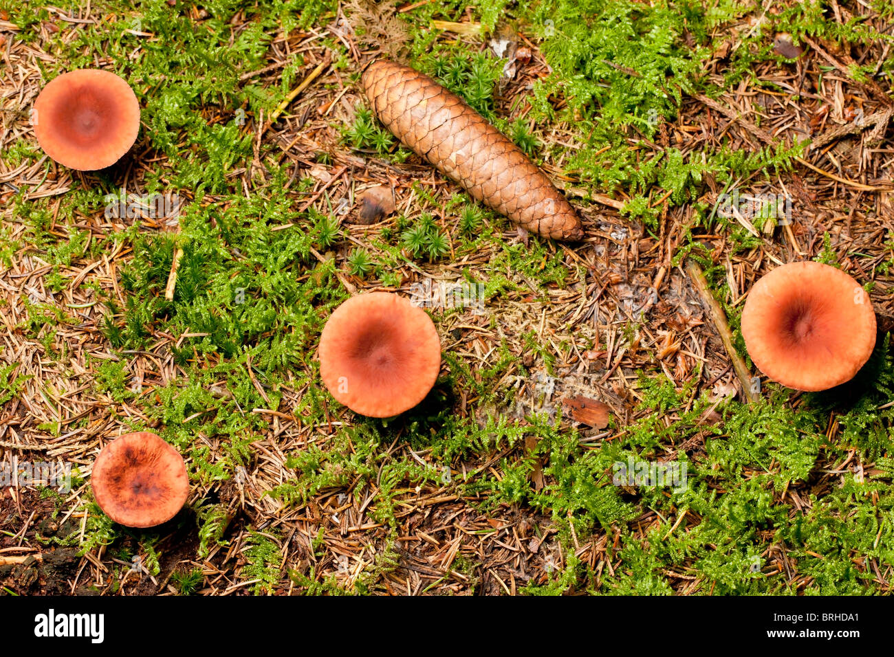 Rufous Milkcap mushrooms (Lactarius rufus Stock Photo - Alamy