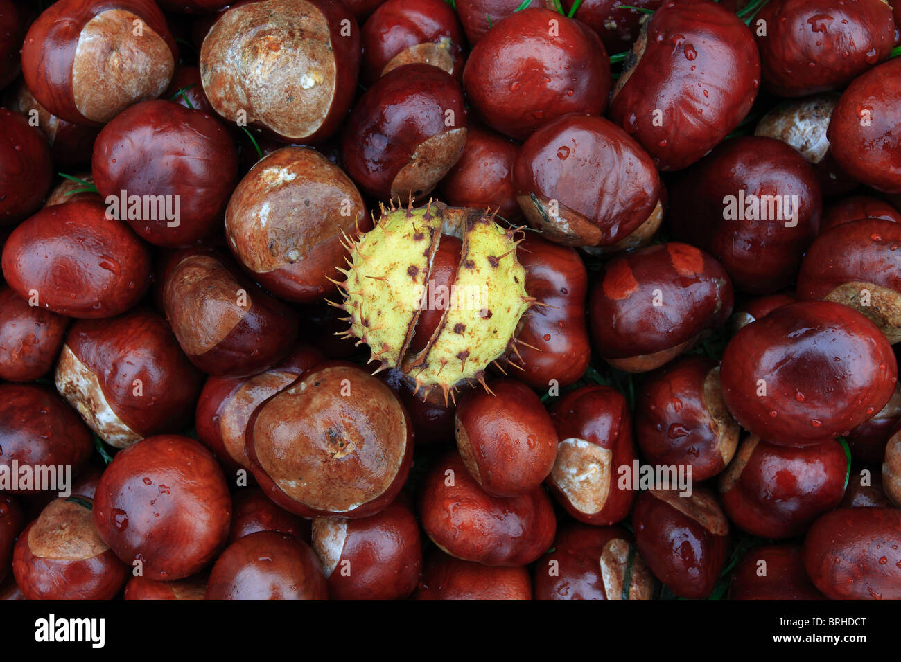 Close Up of Autumn Conkers from a Chestnut Tree Aesculus Hippocastanum ...