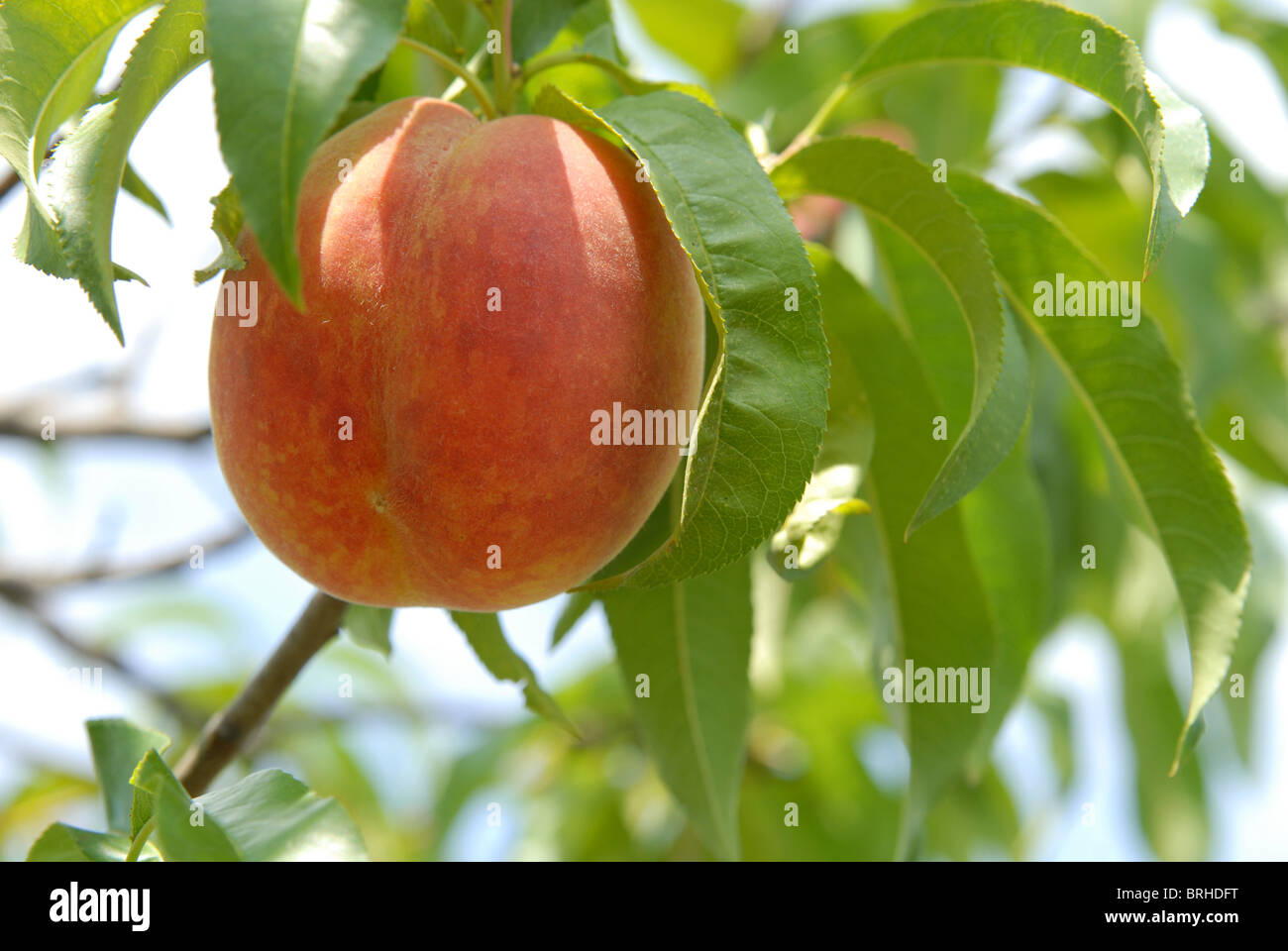 Peach tree hi-res stock photography and images - Alamy